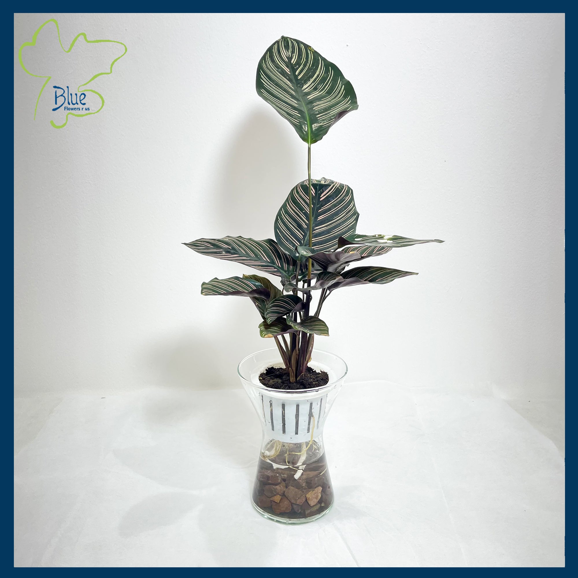 Calathea Whitestar – Blue Flowers UAE